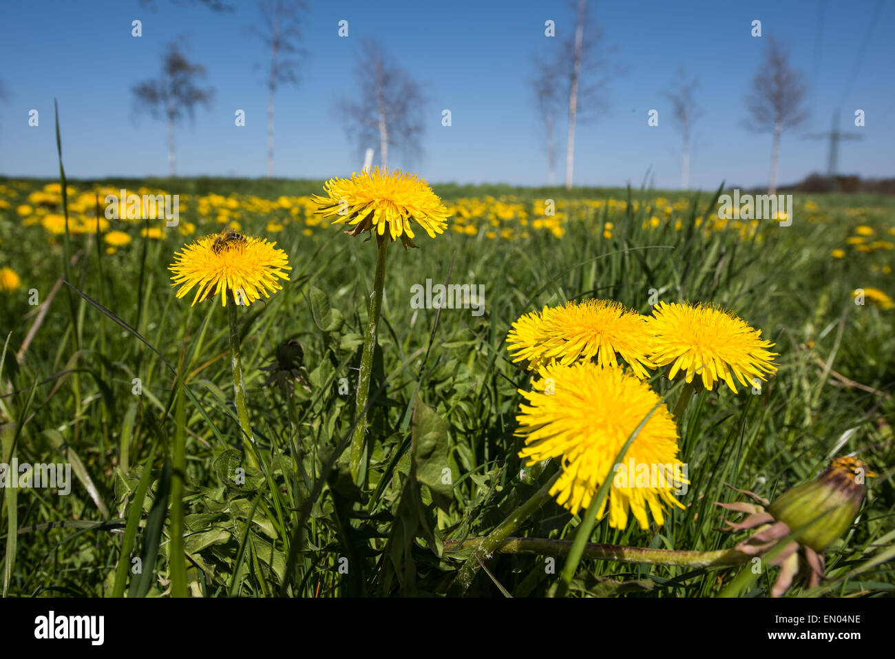 Comune tarassaco taraxacum sect ruderalia immagini e fotografie stock ...