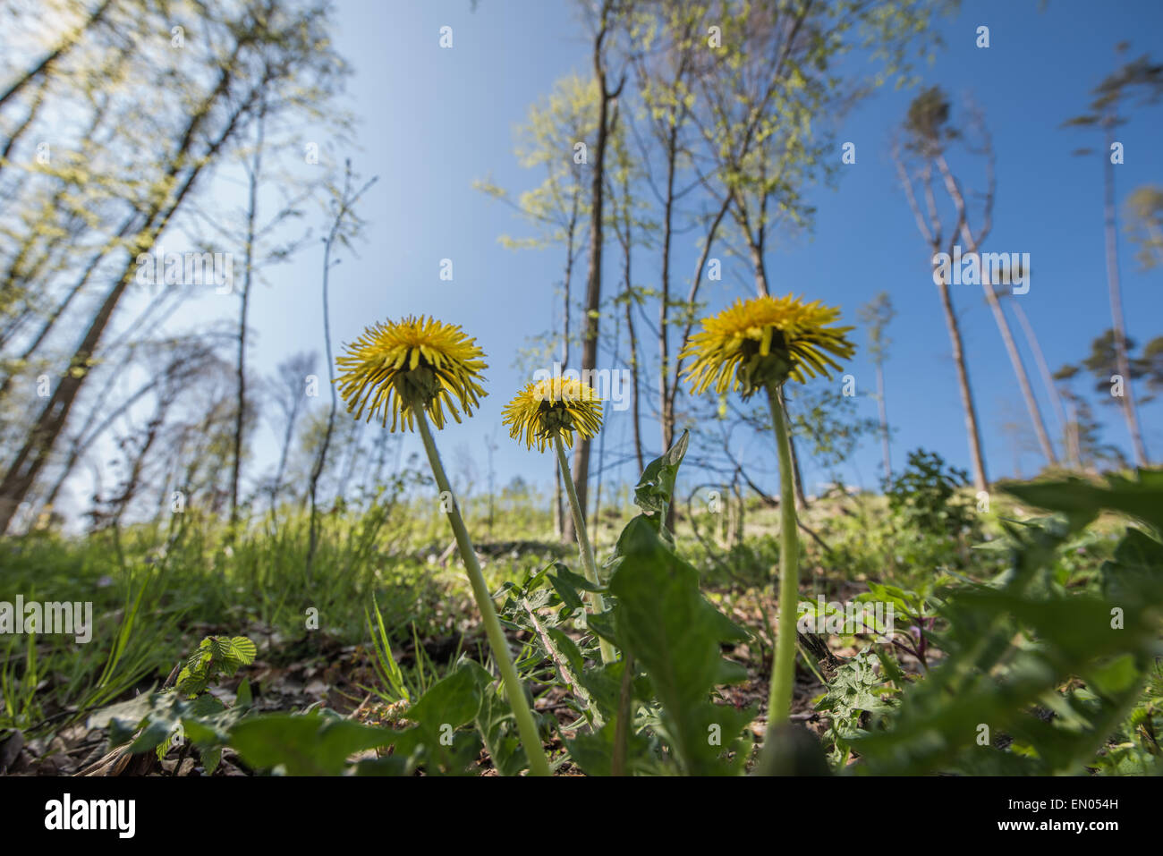 Comune tarassaco taraxacum sect ruderalia immagini e fotografie stock ...