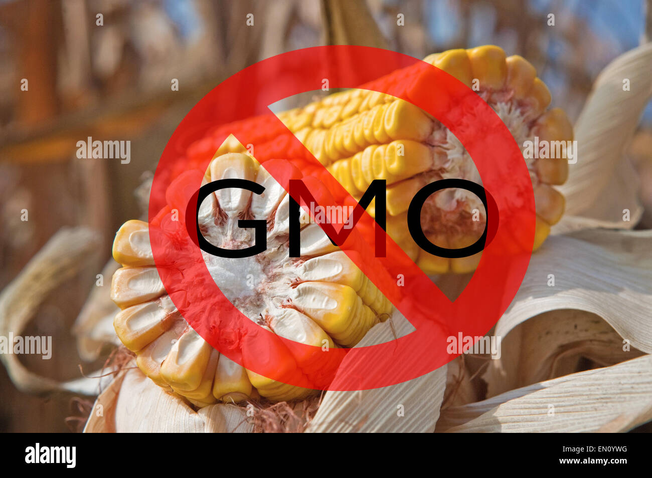 Mais ogm di campo immagini e fotografie stock ad alta risoluzione - Alamy