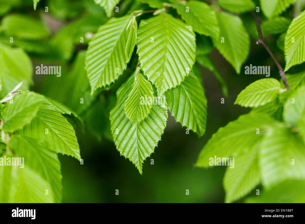 Carpinus betulus leaf immagini e fotografie stock ad alta risoluzione ...