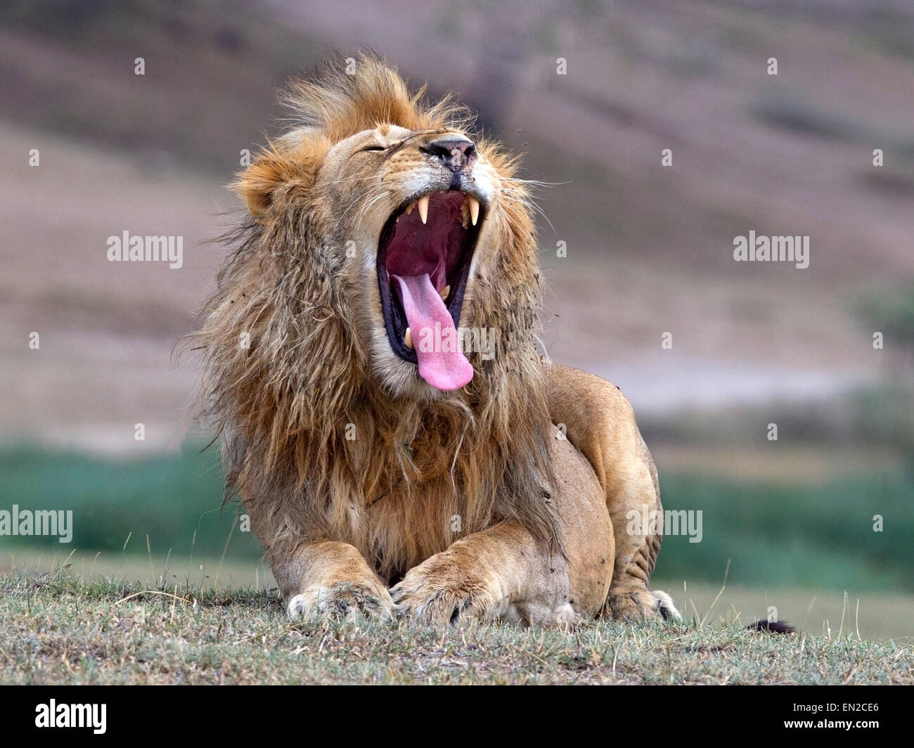 Leone che ruggisce immagini e fotografie stock ad alta risoluzione - Alamy