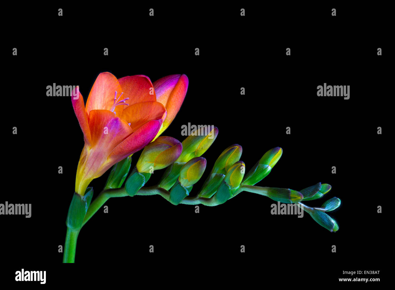 Fresia iridaceae immagini e fotografie stock ad alta risoluzione - Alamy