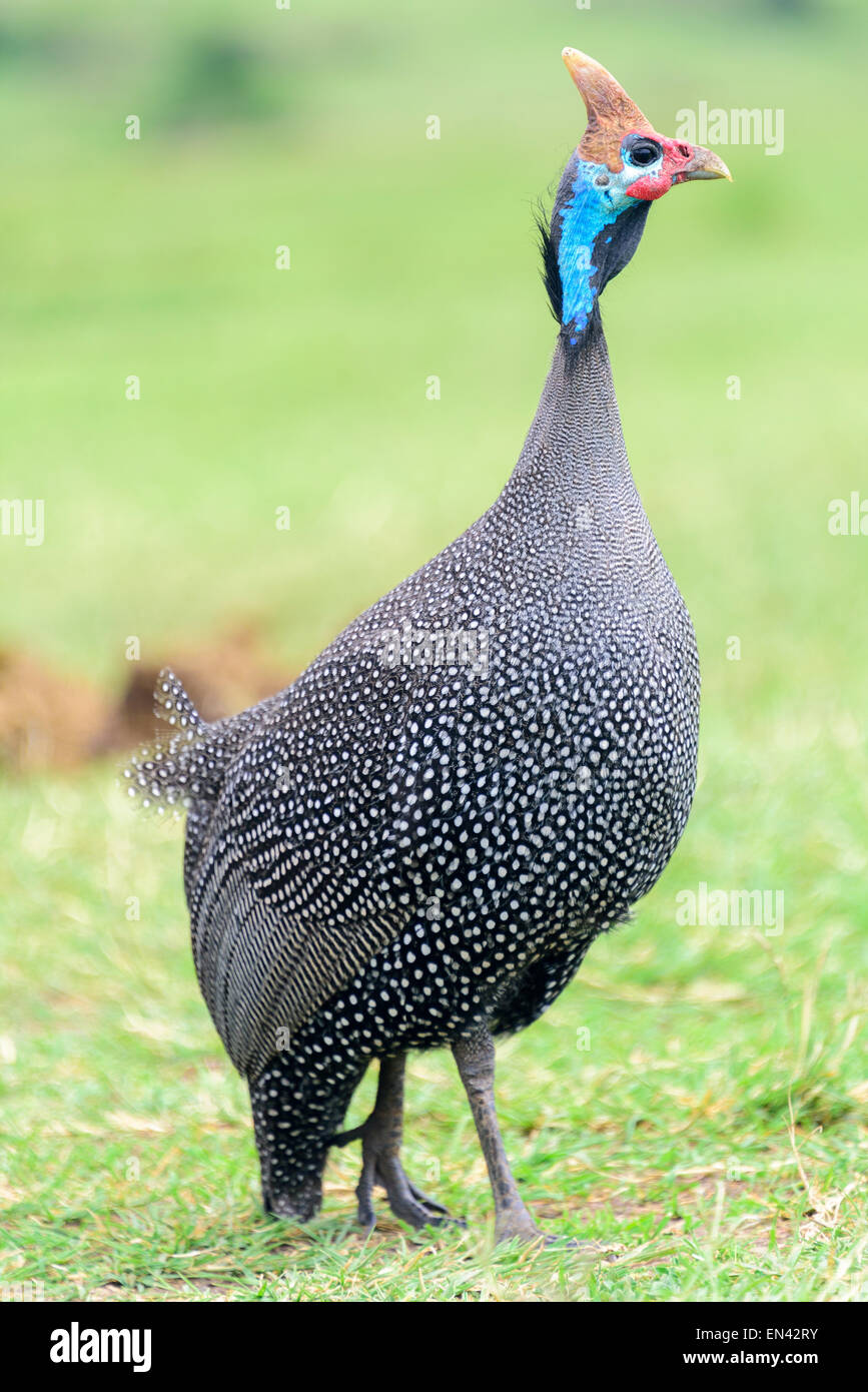 Gallina birds immagini e fotografie stock ad alta risoluzione - Alamy