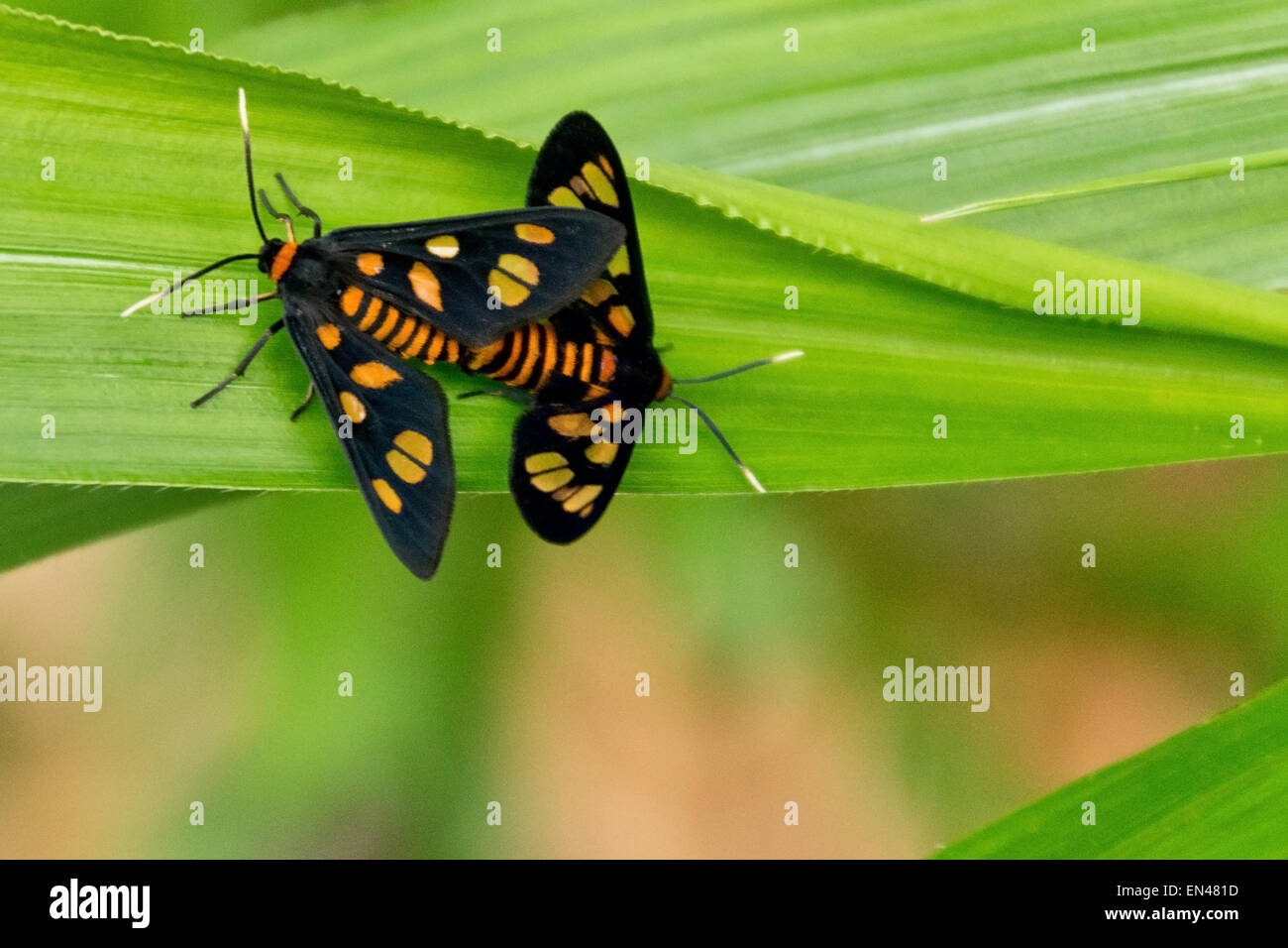 Falene bianche e nere immagini e fotografie stock ad alta risoluzione ...