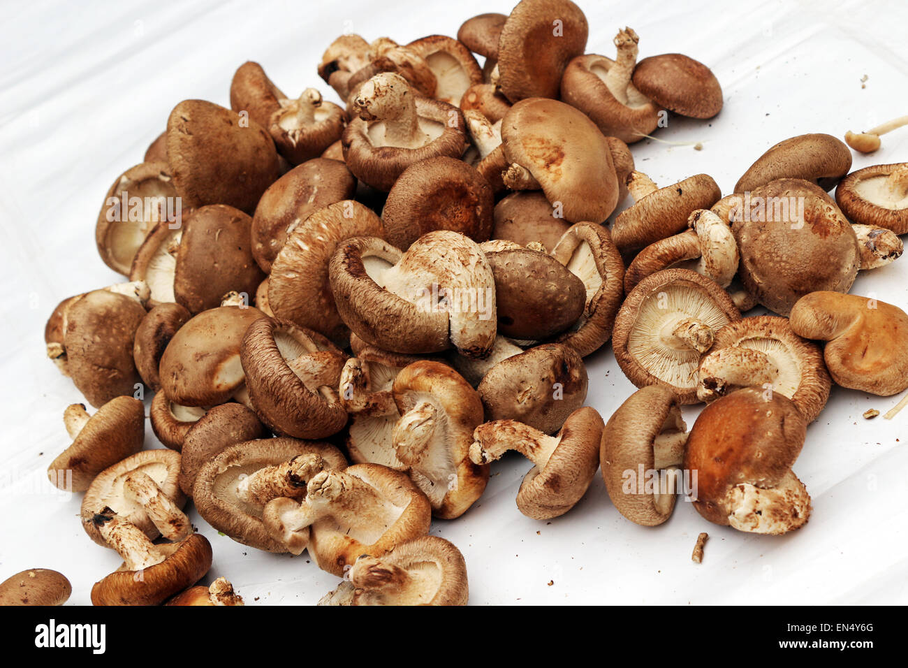 Fungo shiitake immagini e fotografie stock ad alta risoluzione - Alamy