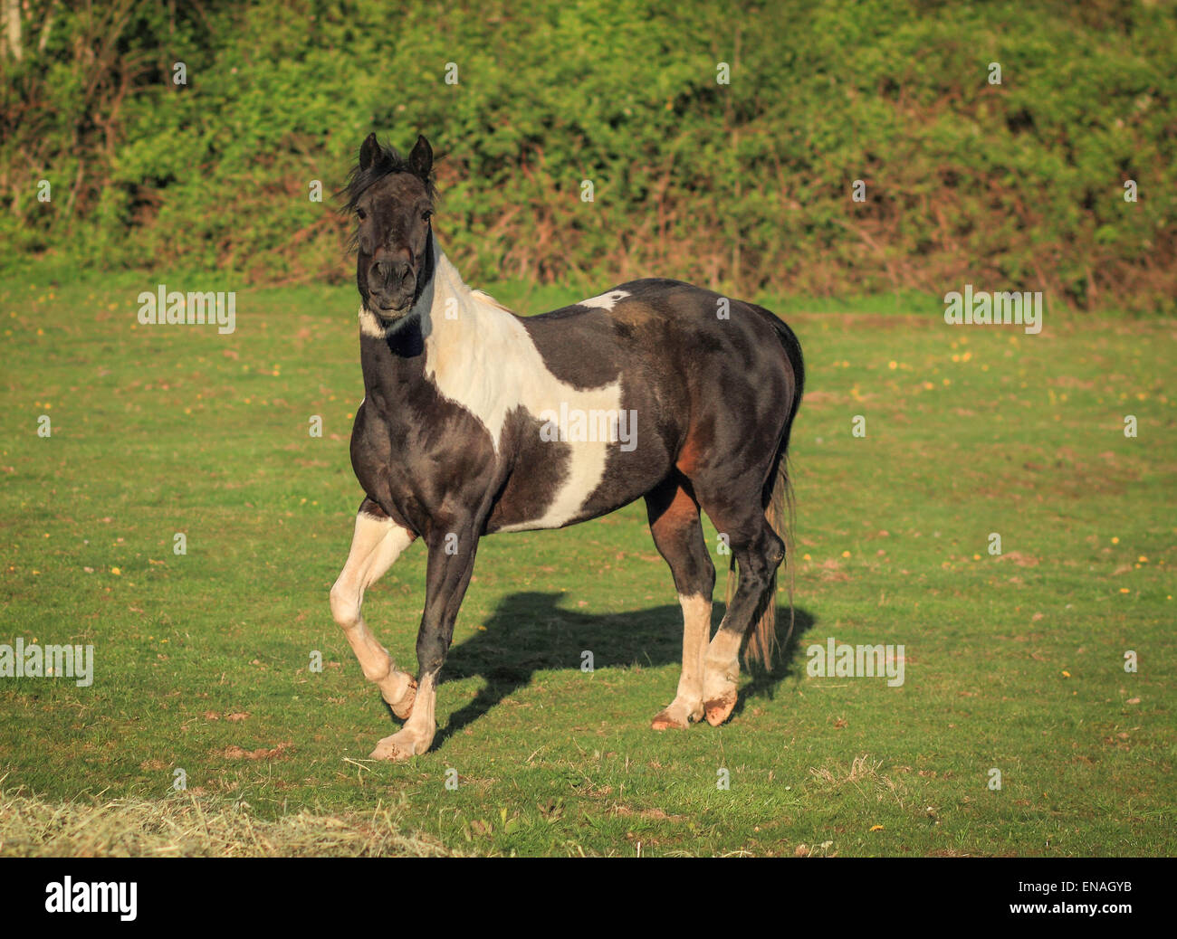 Cavallo pinto immagini e fotografie stock ad alta risoluzione - Alamy
