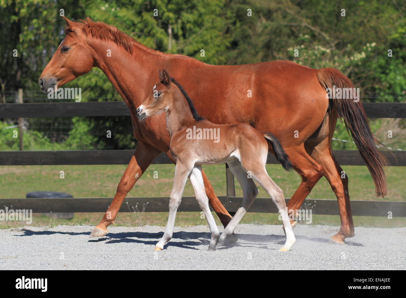Cavalla e puledro appena nato immagini e fotografie stock ad alta ...