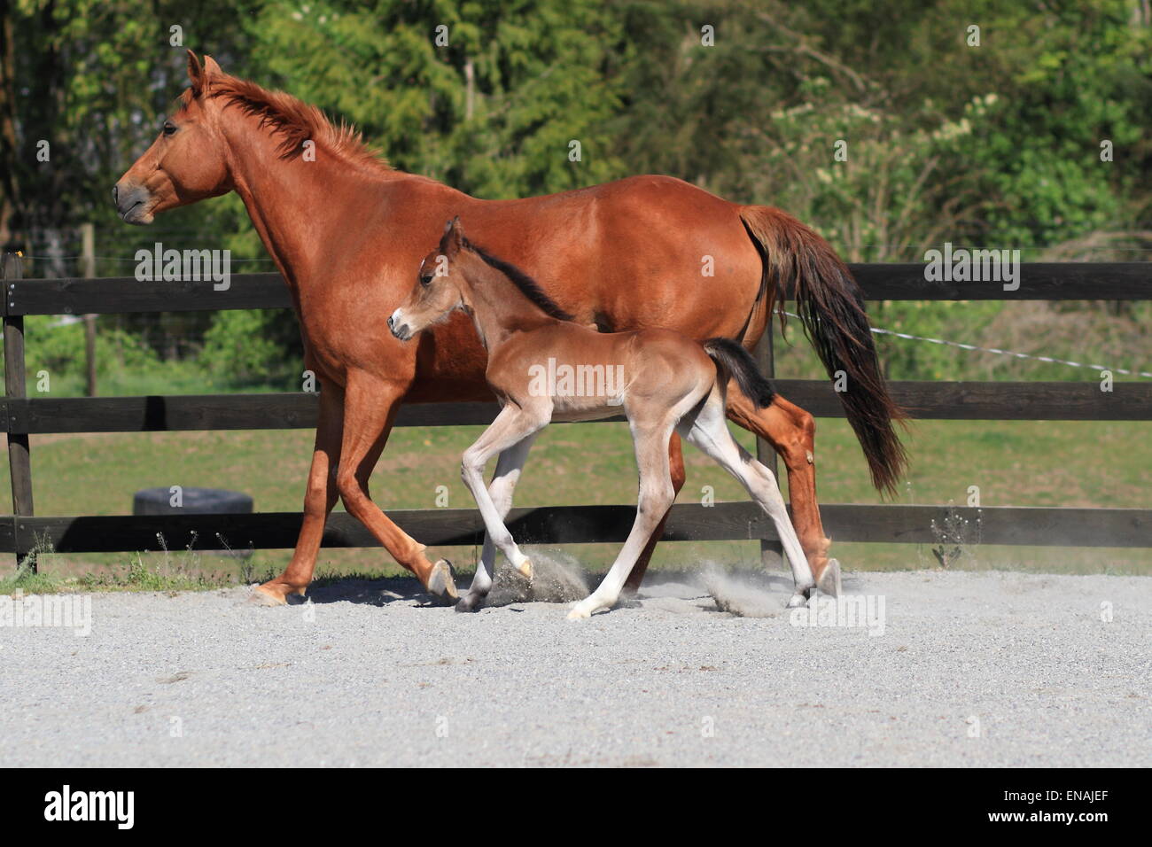 Cavalla e puledro appena nato immagini e fotografie stock ad alta ...
