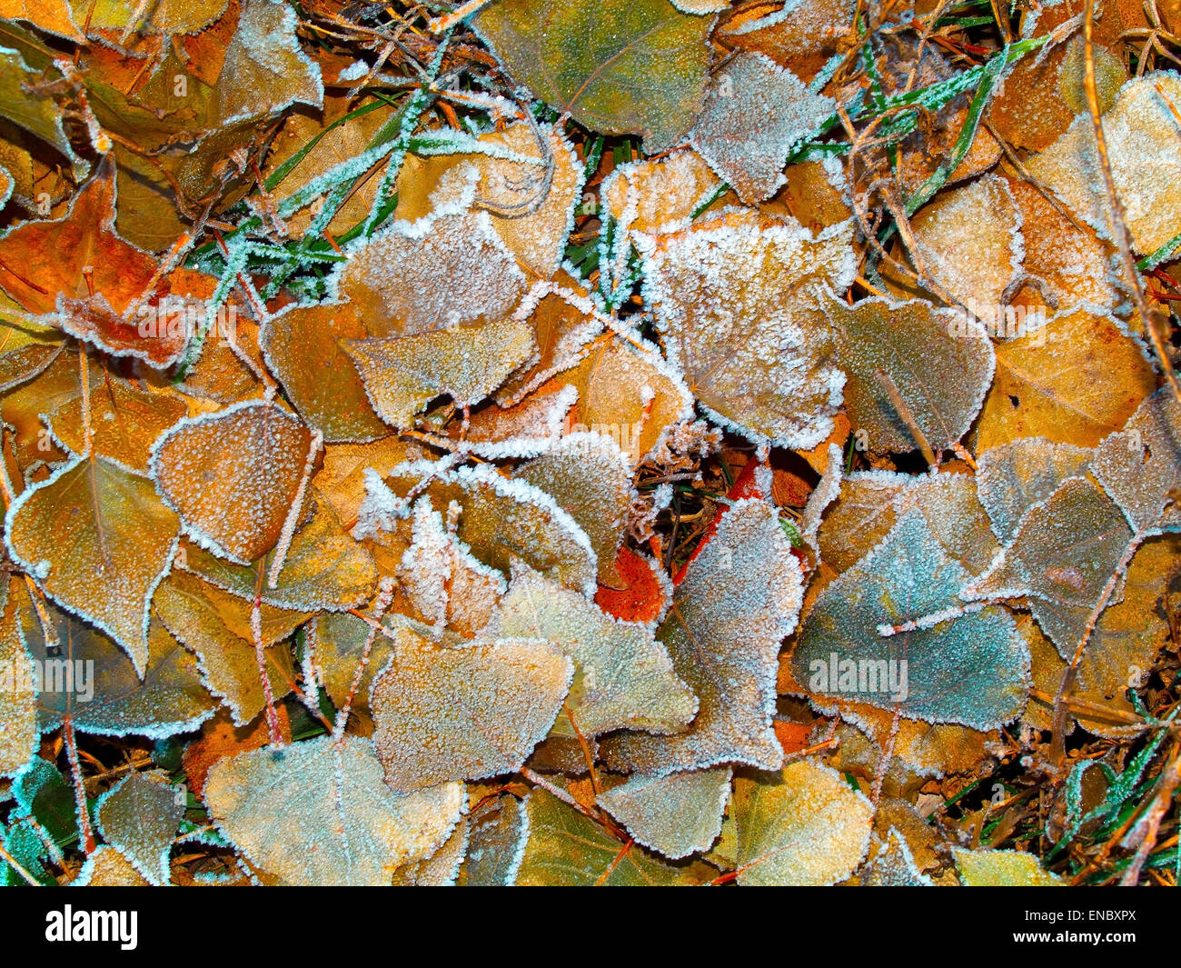 Populus pyramidalis immagini e fotografie stock ad alta risoluzione - Alamy
