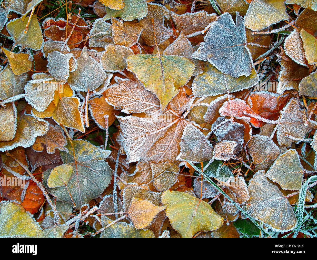 Populus pyramidalis immagini e fotografie stock ad alta risoluzione - Alamy