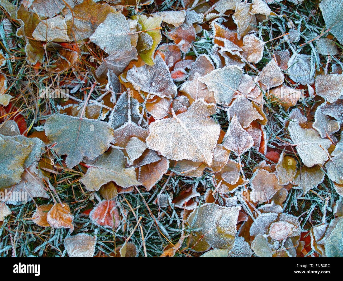 Populus pyramidalis immagini e fotografie stock ad alta risoluzione - Alamy
