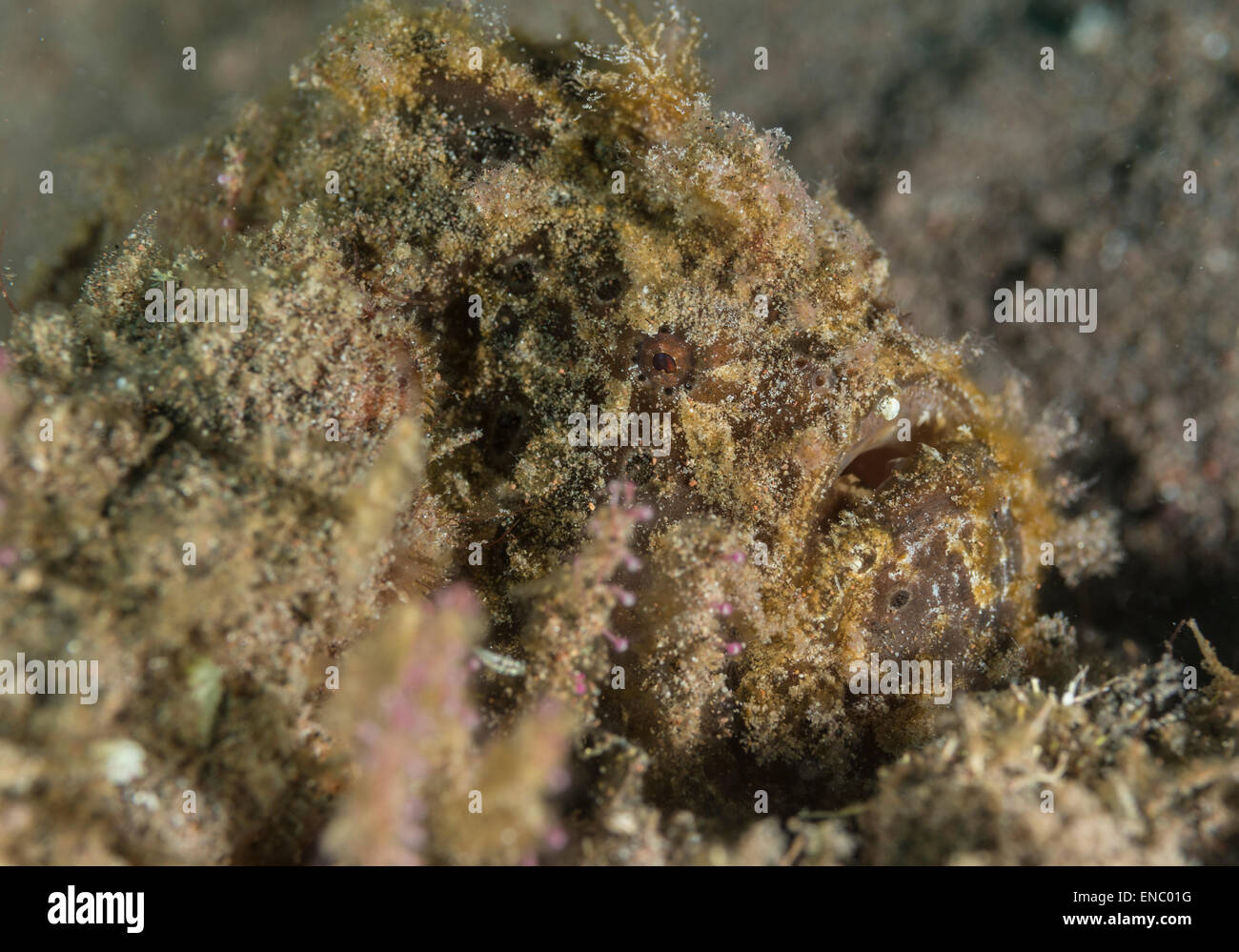 Mimetica di pesce rana immagini e fotografie stock ad alta risoluzione ...