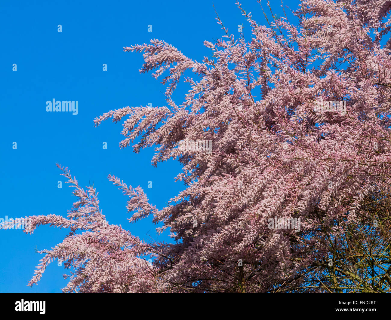 Albero di tamerici immagini e fotografie stock ad alta risoluzione - Alamy