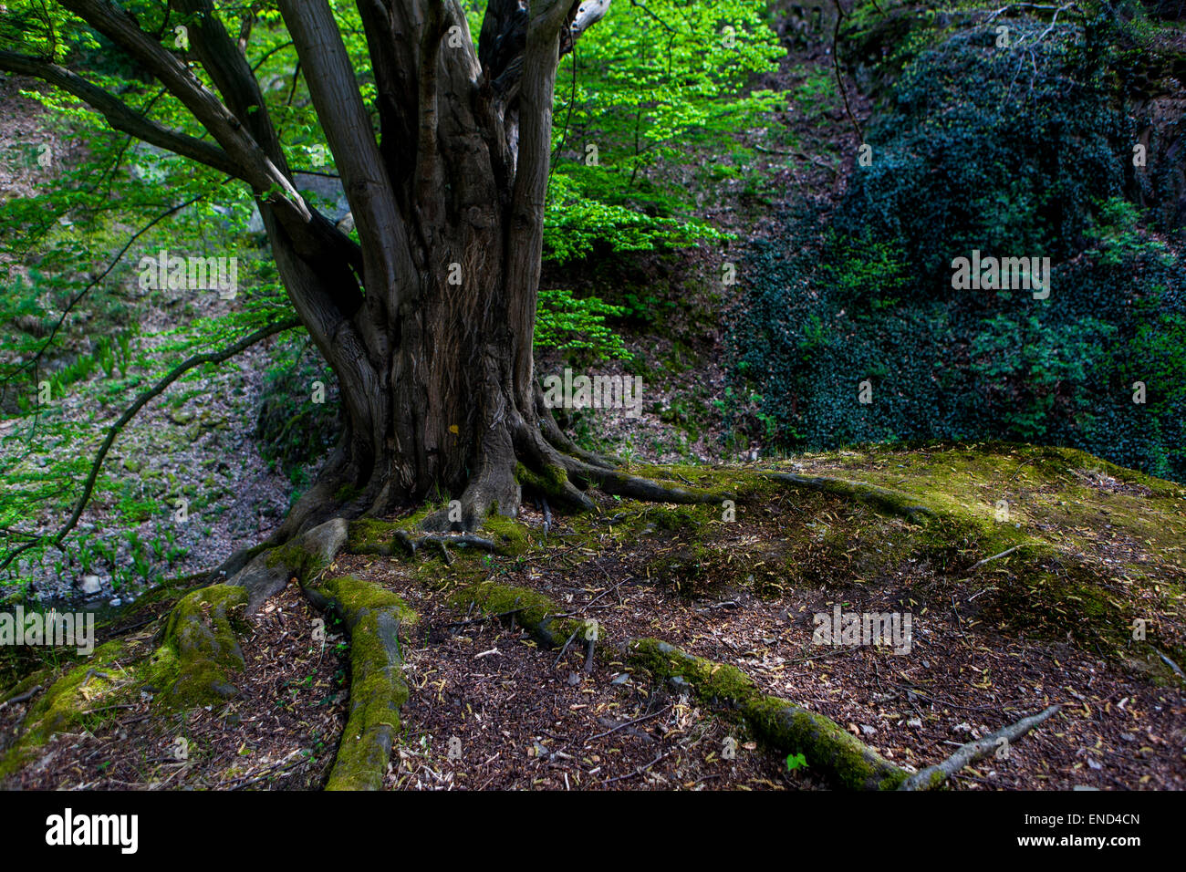 Albero di carpino immagini e fotografie stock ad alta risoluzione - Alamy