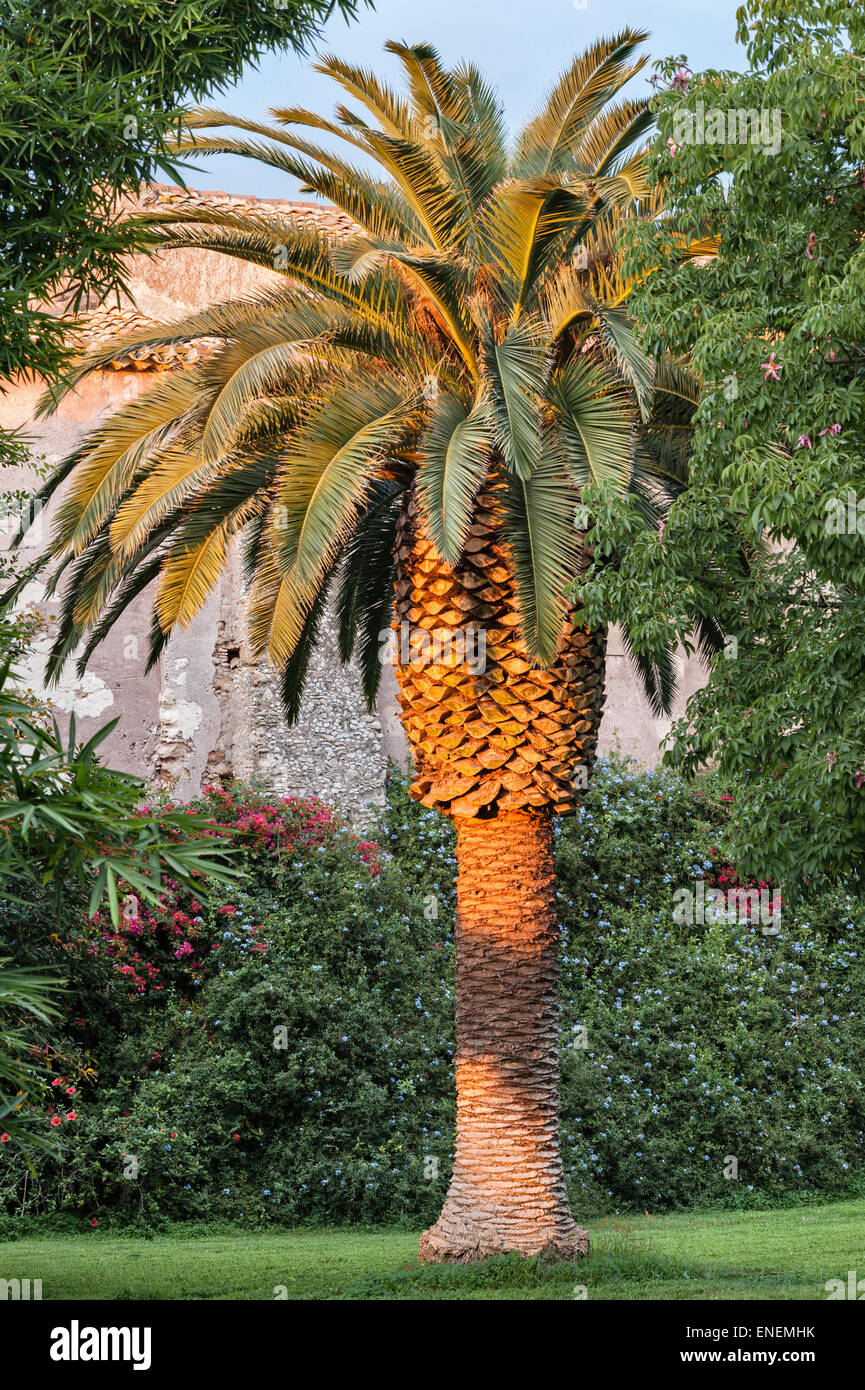 Palma da dattero immagini e fotografie stock ad alta risoluzione - Alamy