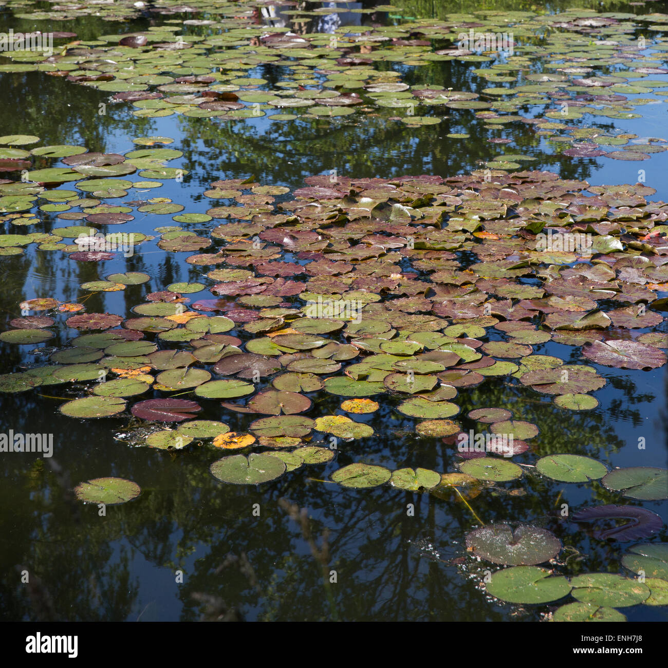 Claude monet ninfee immagini e fotografie stock ad alta risoluzione - Alamy