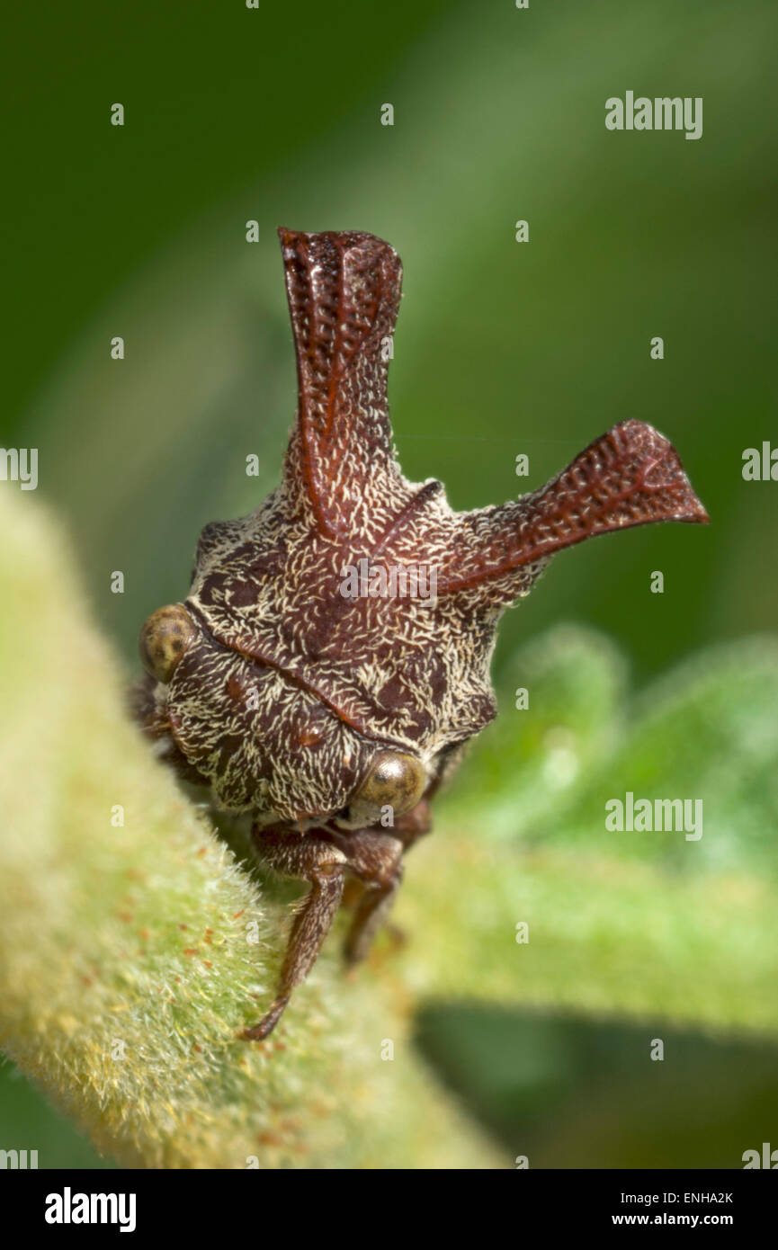 Cornuto face immagini e fotografie stock ad alta risoluzione - Alamy