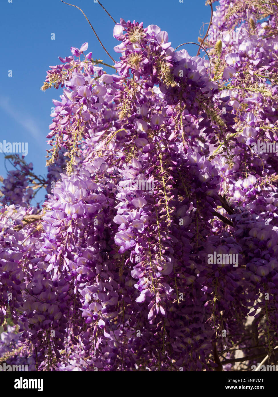 Glicine rosa immagini e fotografie stock ad alta risoluzione - Alamy