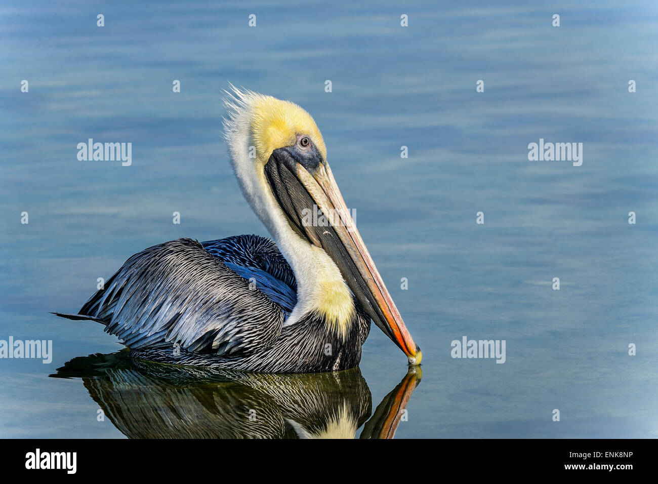 Marrone pellicano immagini e fotografie stock ad alta risoluzione - Alamy