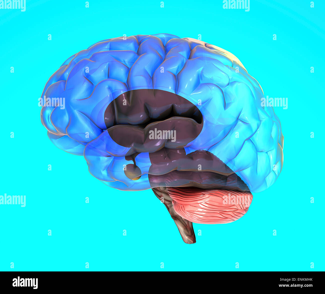 Cerebellum structure immagini e fotografie stock ad alta risoluzione ...