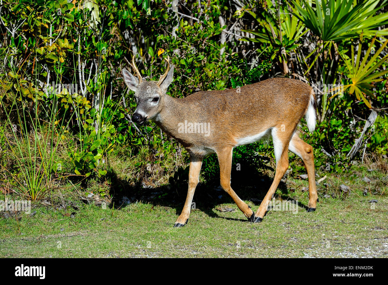 Orecchio di cervo immagini e fotografie stock ad alta risoluzione - Alamy