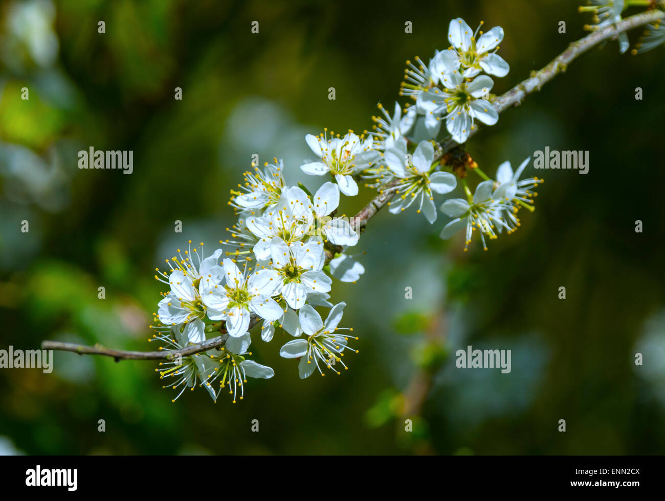 Sbocciare di primavera immagini e fotografie stock ad alta risoluzione ...