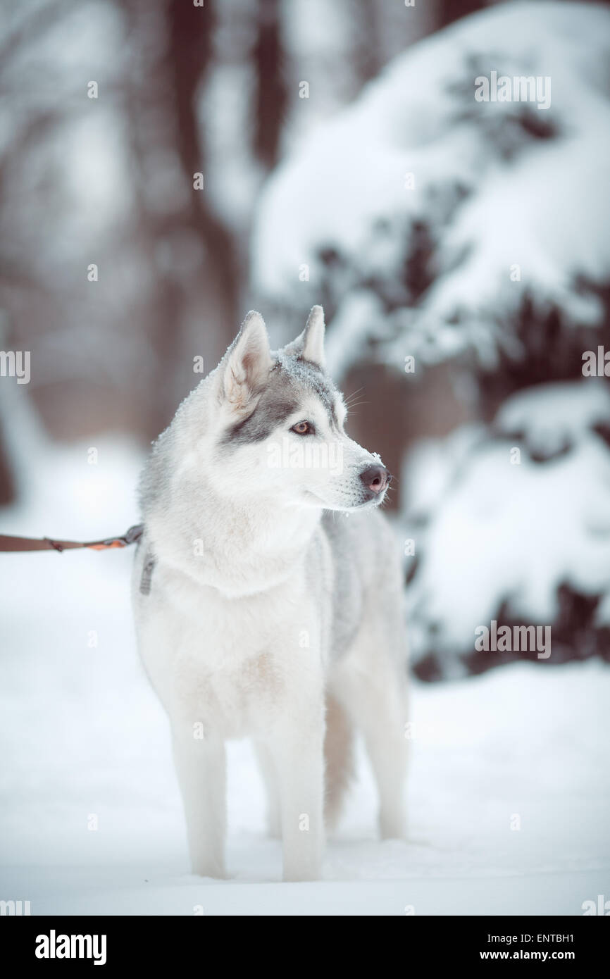 Clima siberiano immagini e fotografie stock ad alta risoluzione - Alamy
