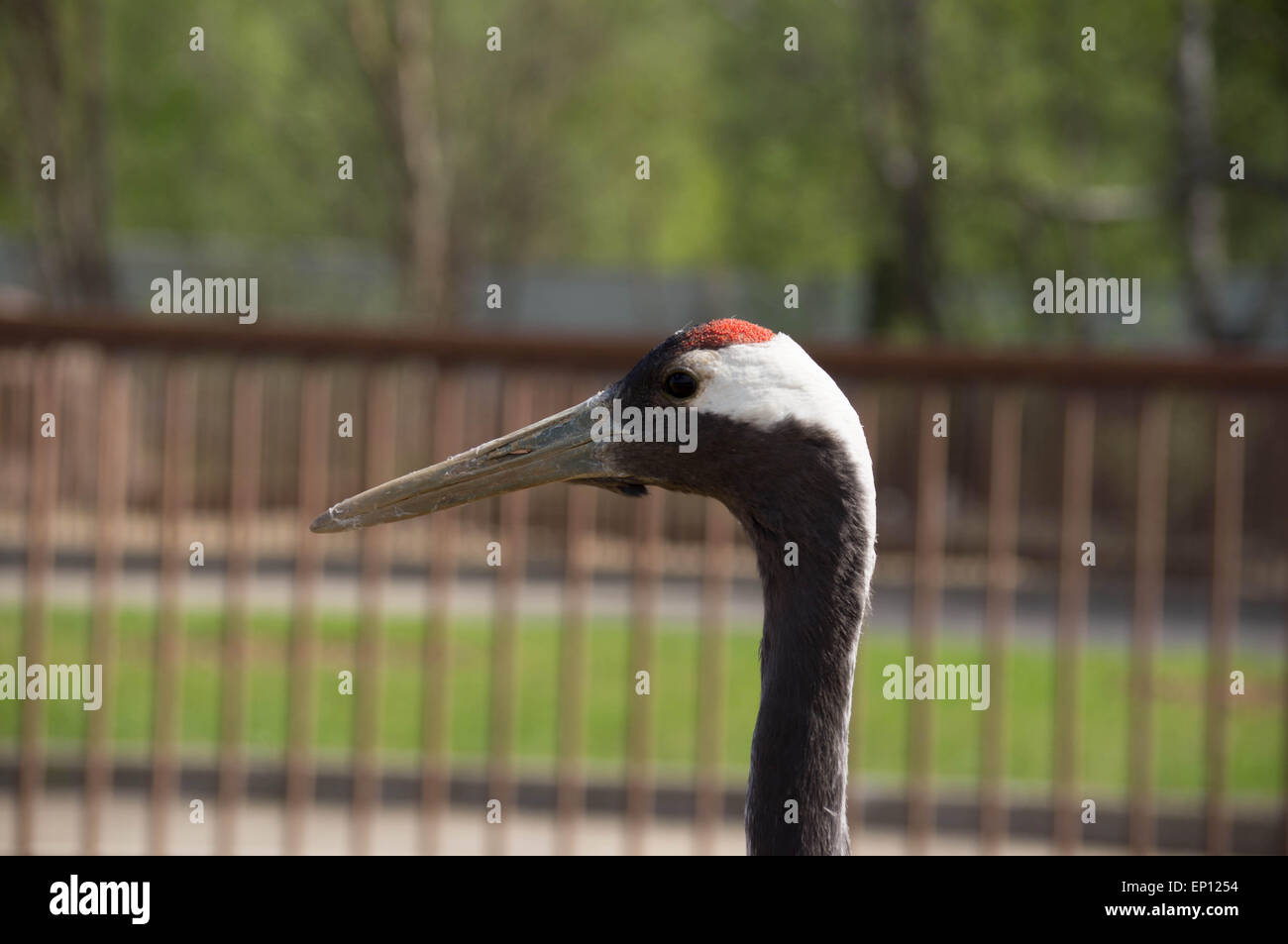 Japanese crane immagini e fotografie stock ad alta risoluzione - Alamy