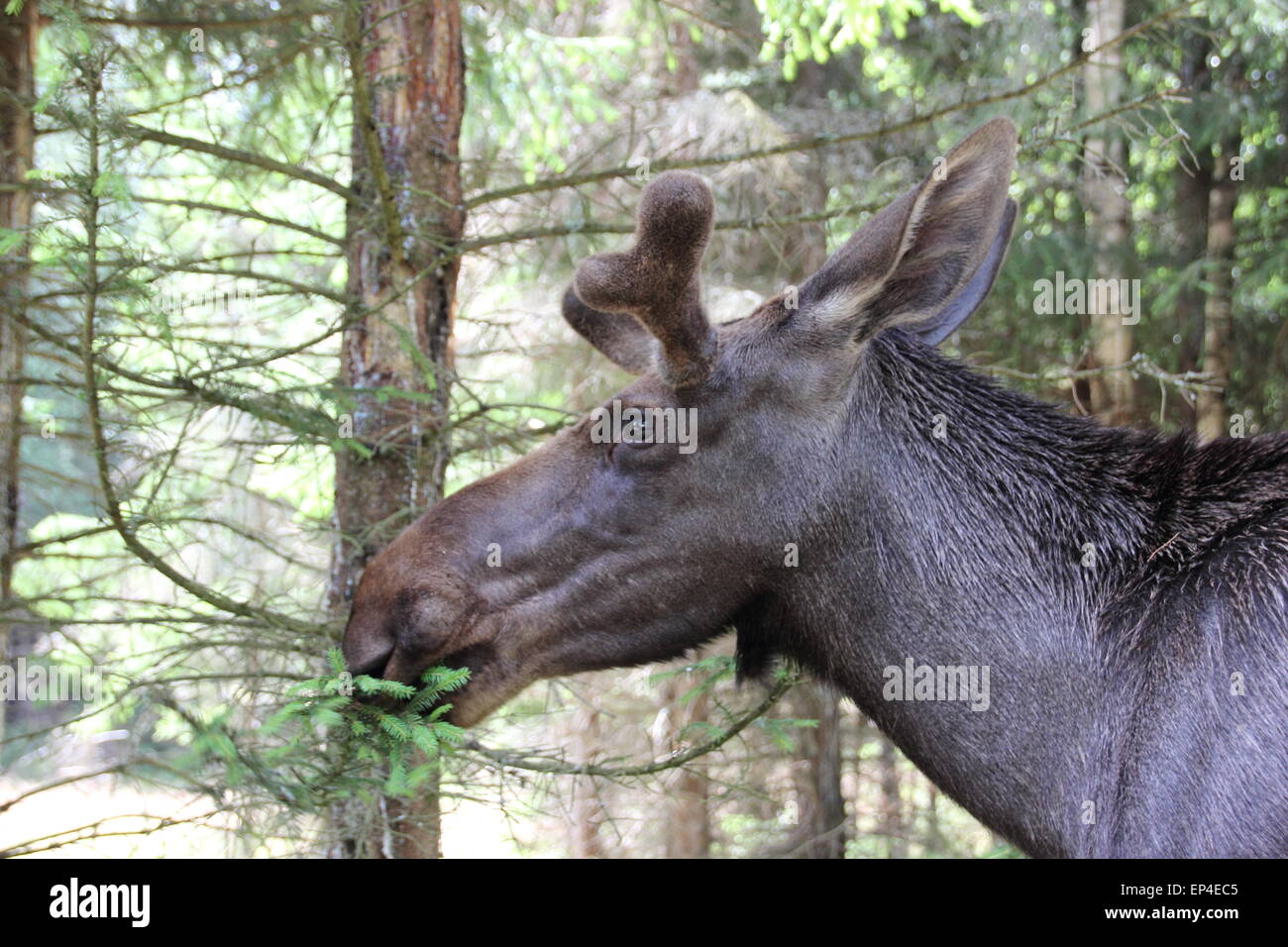 Maschio di alce immagini e fotografie stock ad alta risoluzione - Alamy