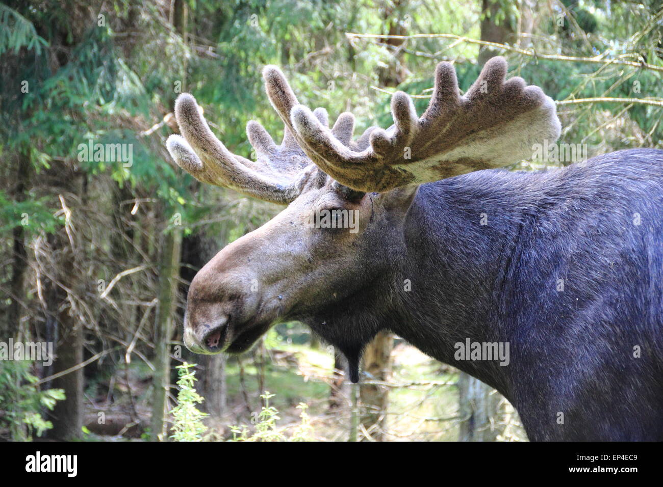 Maschio di alce immagini e fotografie stock ad alta risoluzione - Alamy