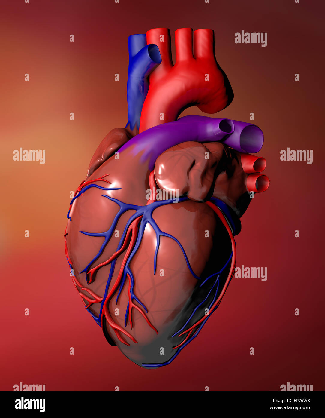 Cuore anatomia immagini e fotografie stock ad alta risoluzione - Alamy