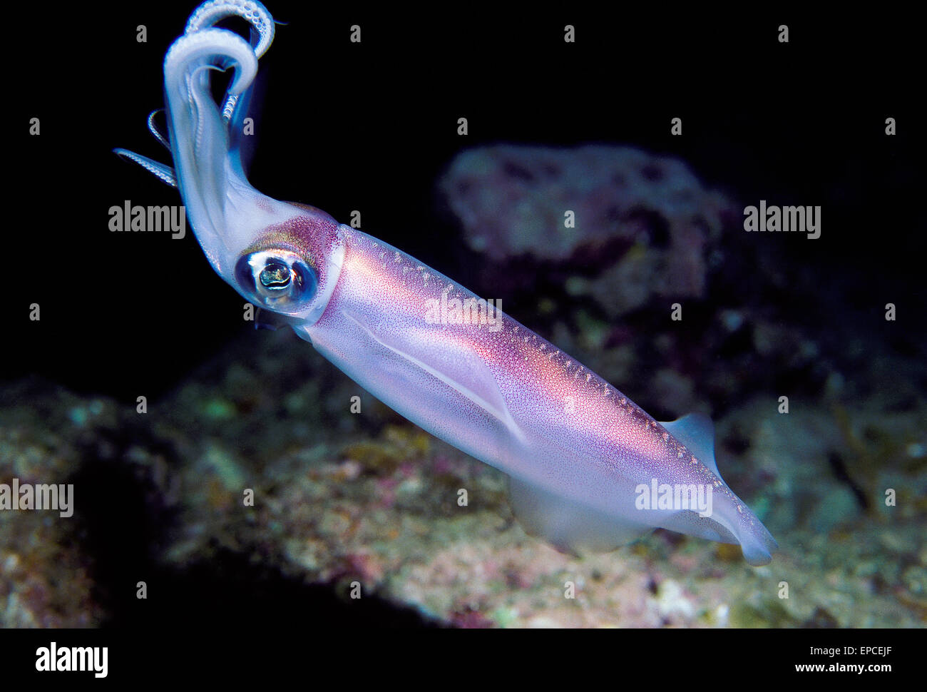 Ambae o aoba immagini e fotografie stock ad alta risoluzione - Alamy