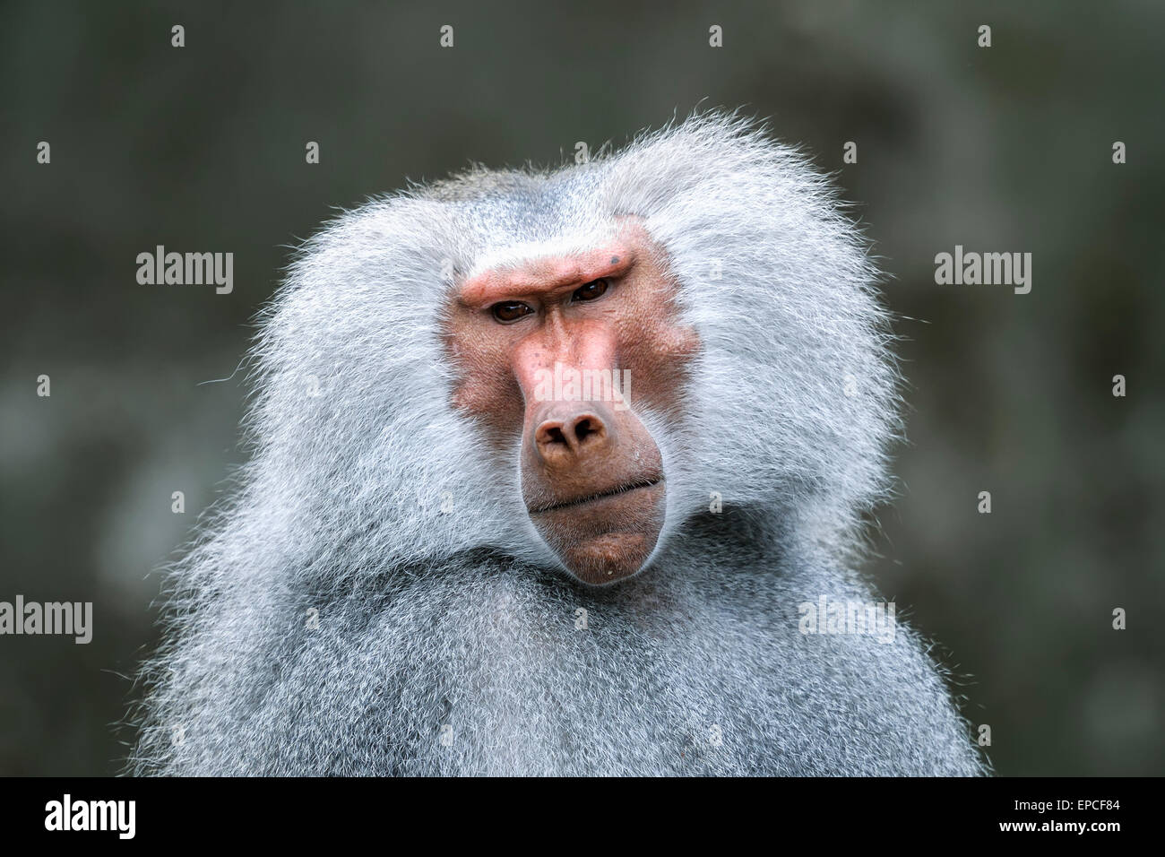 Babbuino sacro immagini e fotografie stock ad alta risoluzione - Alamy