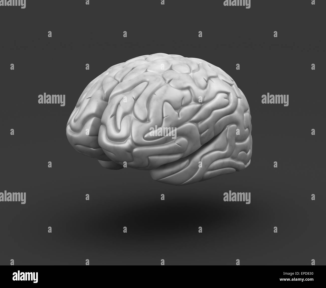 Testa anatomica del cervello Foto e Immagini Stock in Bianco e Nero - Alamy