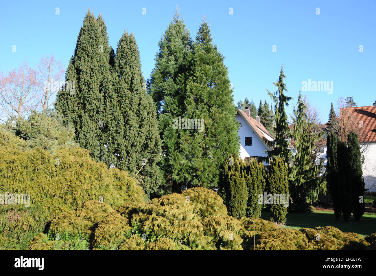 Alberi conifere immagini e fotografie stock ad alta risoluzione - Alamy