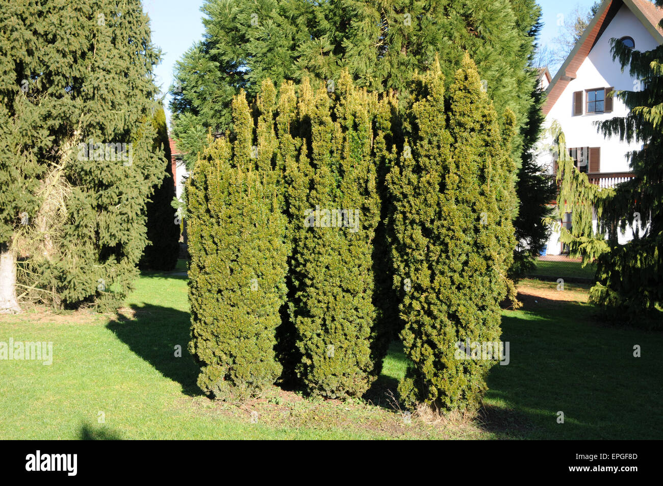 Tasso fastigiate immagini e fotografie stock ad alta risoluzione - Alamy
