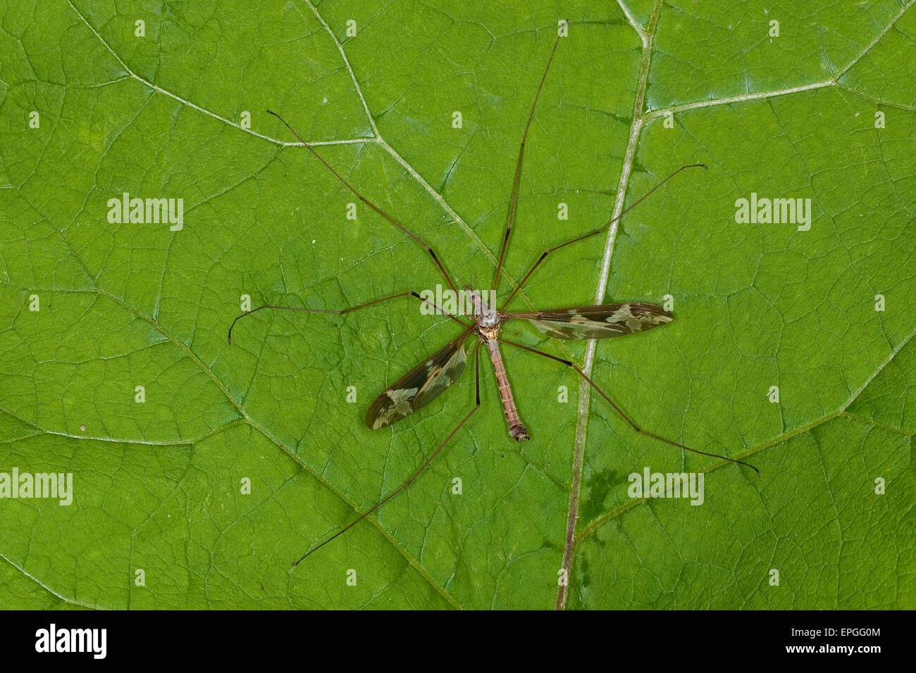 Cranefly gigante, volare gru, gru-fly, maschio, gru vola, Riesen ...