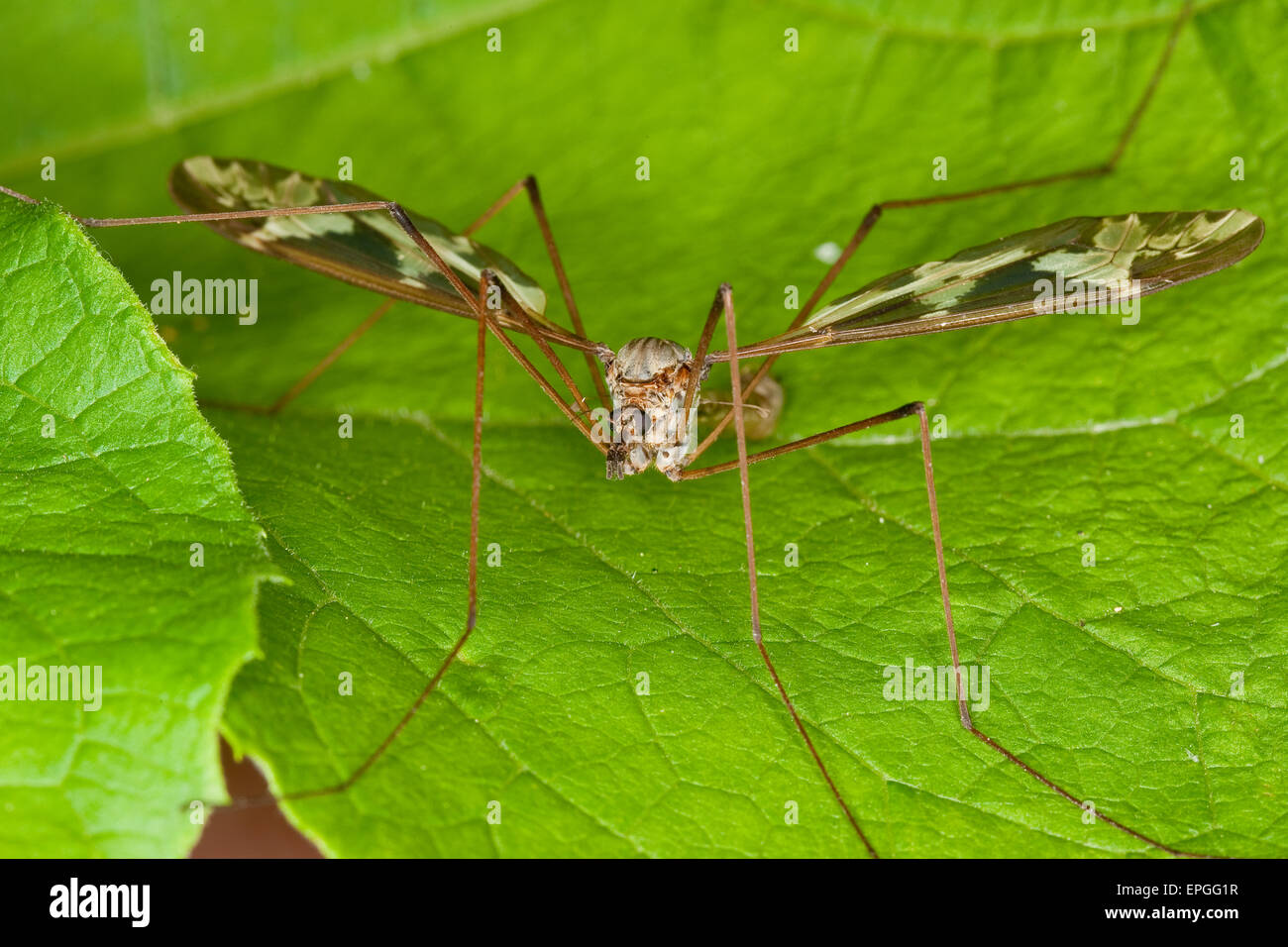 Cranefly gigante, volare gru, gru-fly, maschio, gru vola, Riesen ...