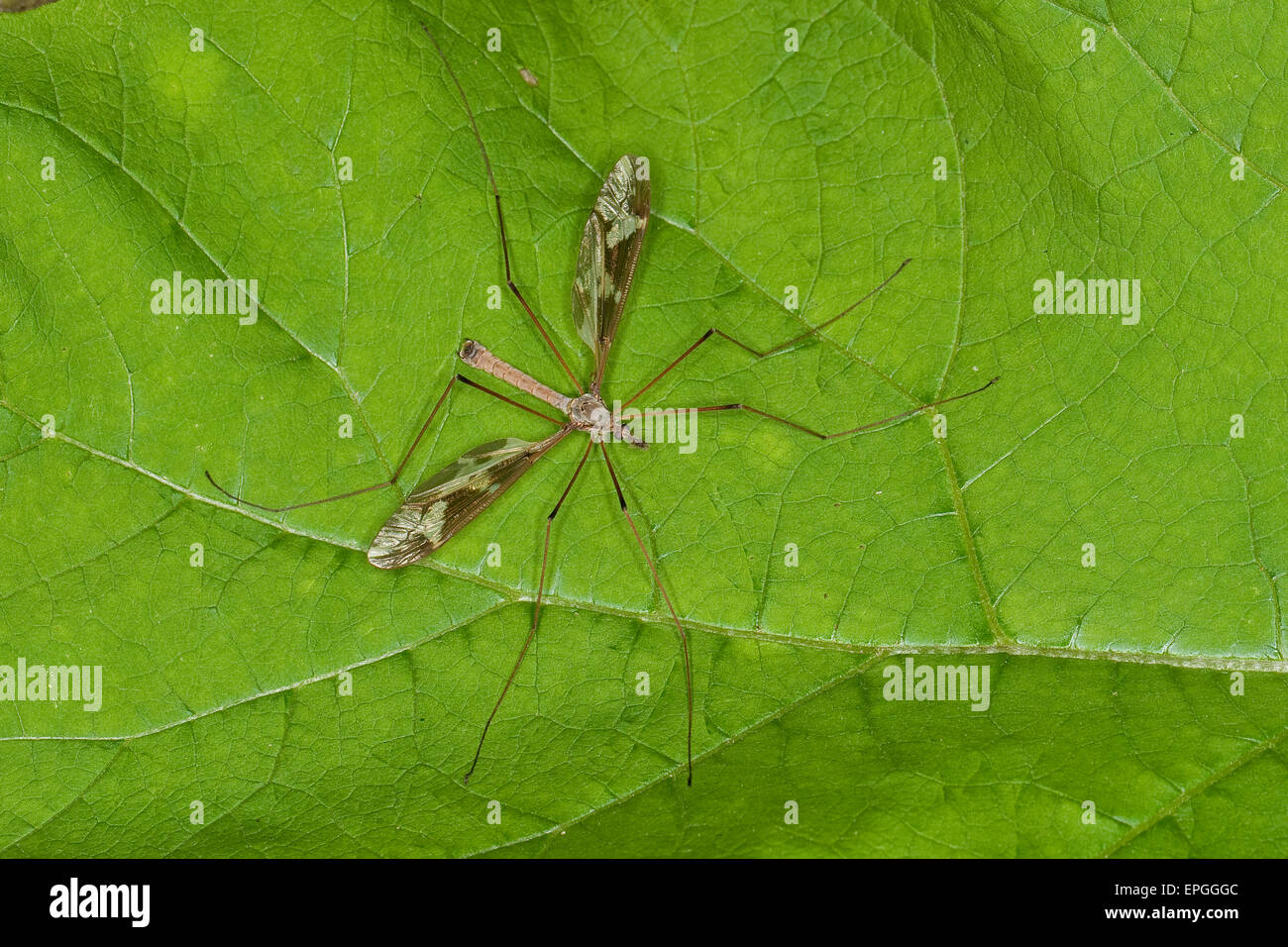 Cranefly gigante, volare gru, gru-fly, maschio, gru vola, Riesen ...