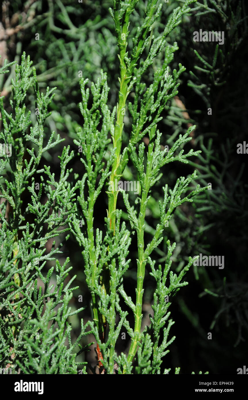 Cipresso italiano immagini e fotografie stock ad alta risoluzione - Alamy