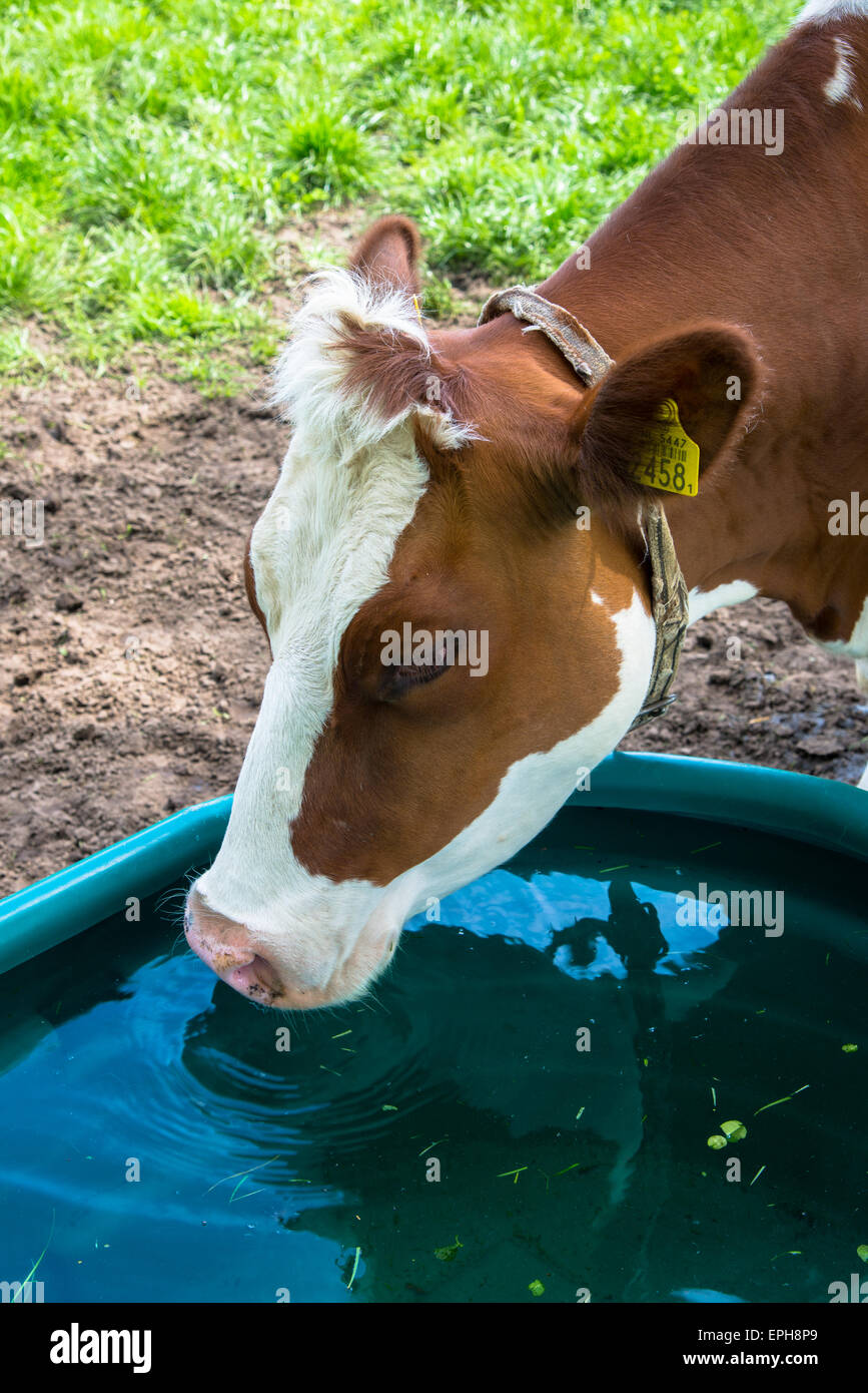 Mucca marrone e bianca razza immagini e fotografie stock ad alta ...