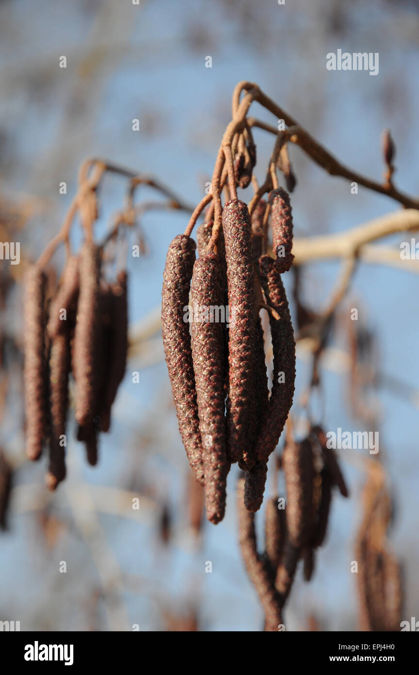 Albero ontano immagini e fotografie stock ad alta risoluzione - Alamy