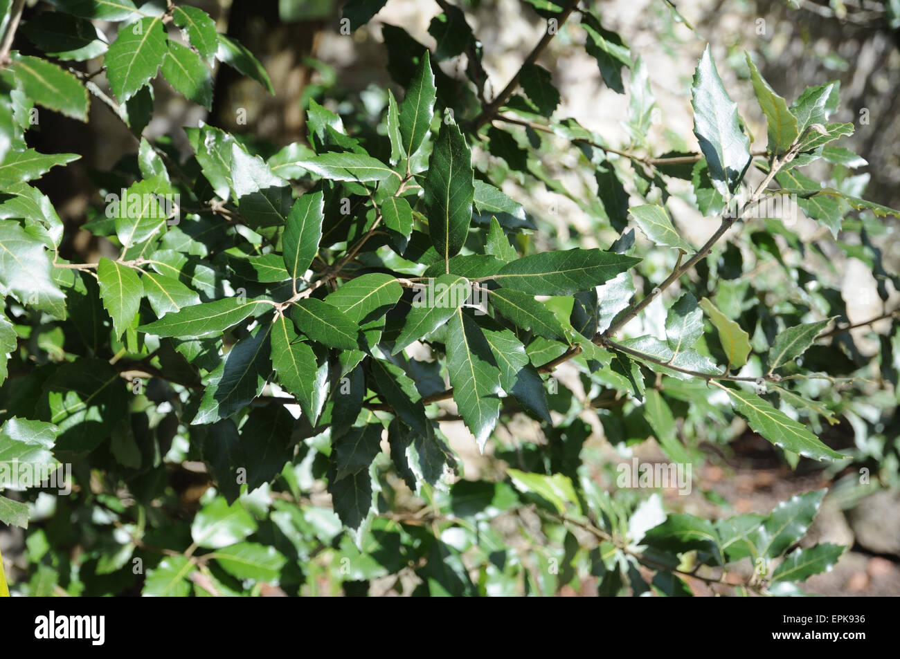 Leccio fiori immagini e fotografie stock ad alta risoluzione - Alamy