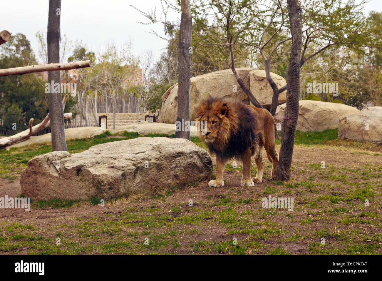 Bioparc valencia zoo immagini e fotografie stock ad alta risoluzione ...