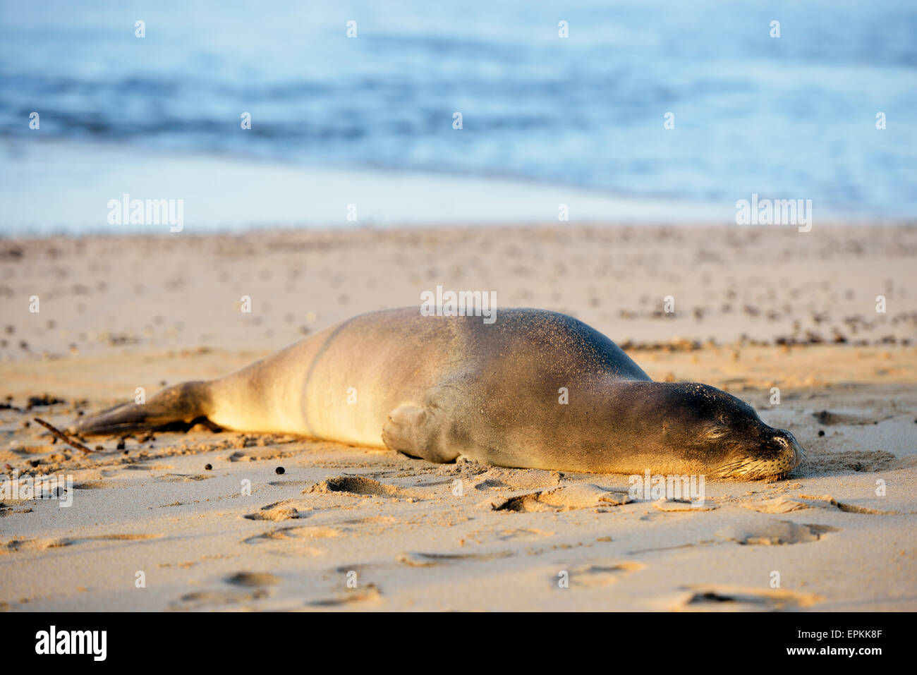Foca monaca hawaiana sulla spiaggia di kee immagini e fotografie stock ...