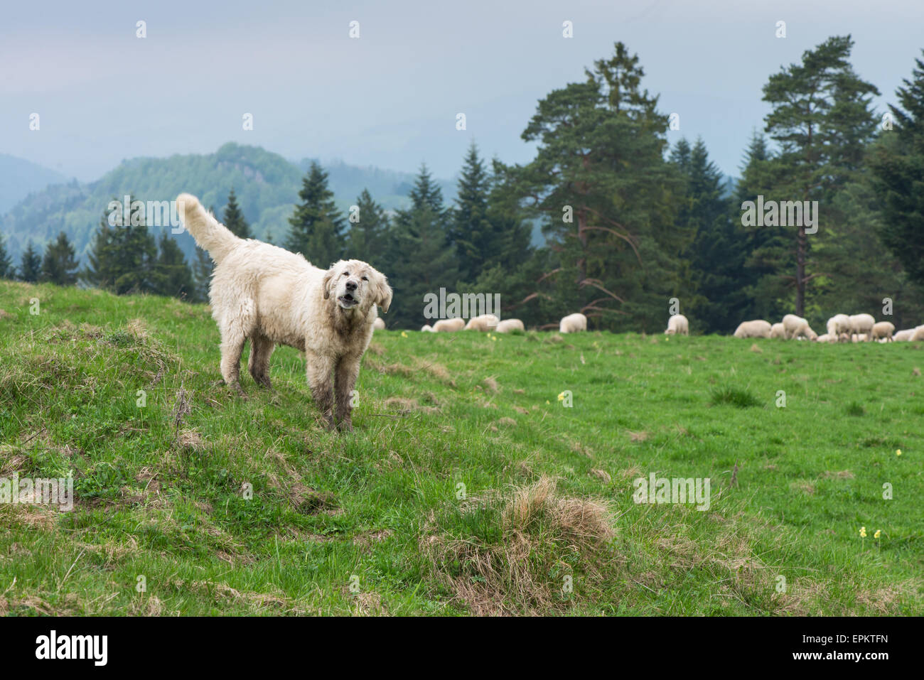 Cane da guardia delle pecore immagini e fotografie stock ad alta ...