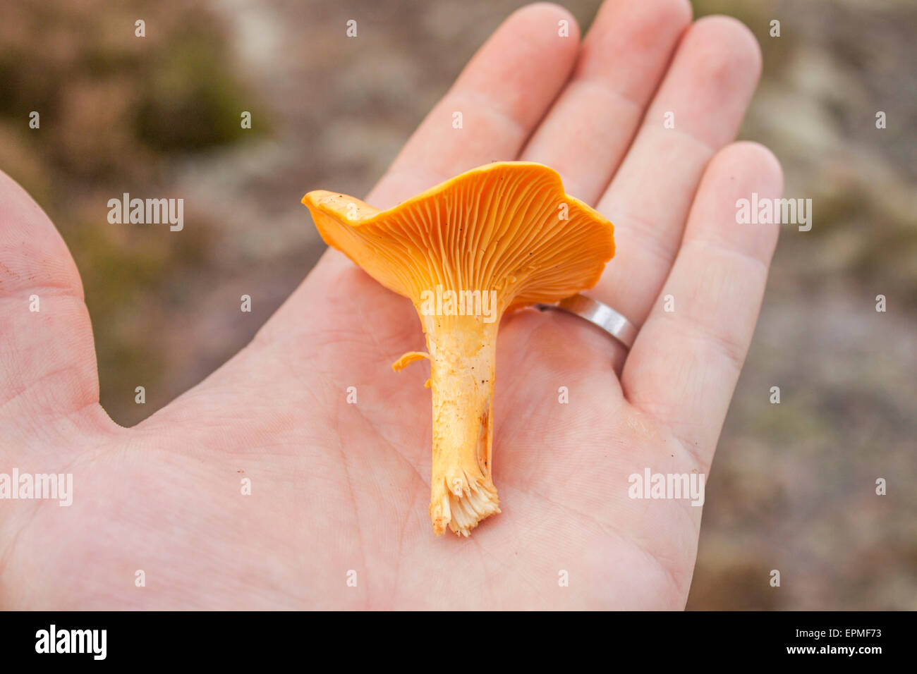 Chantarelle sulla mano degli umani immagini e fotografie stock ad alta ...
