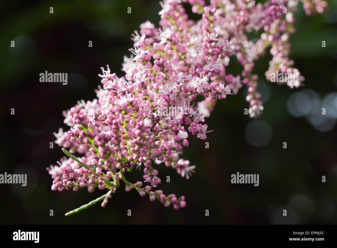 Albero di tamerici immagini e fotografie stock ad alta risoluzione - Alamy