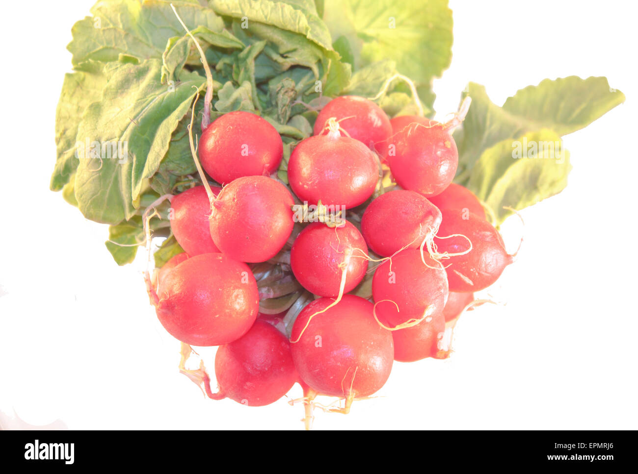 Una pianta di ravanello immagini e fotografie stock ad alta risoluzione ...