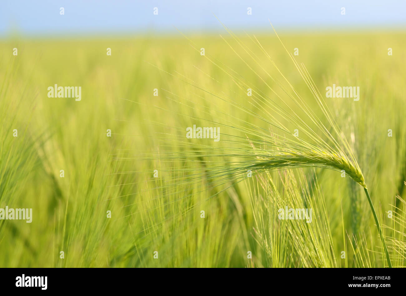 Campo di grano verde immagini e fotografie stock ad alta risoluzione ...